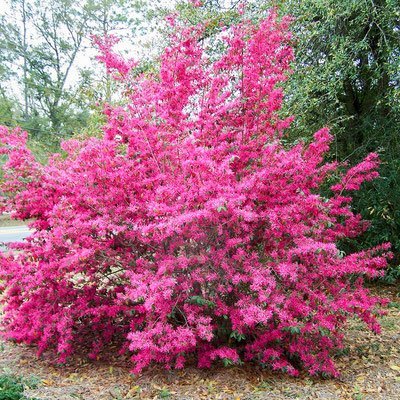 10 Arbustes pour fleurir votre jardin lors de l'arrière saison ...